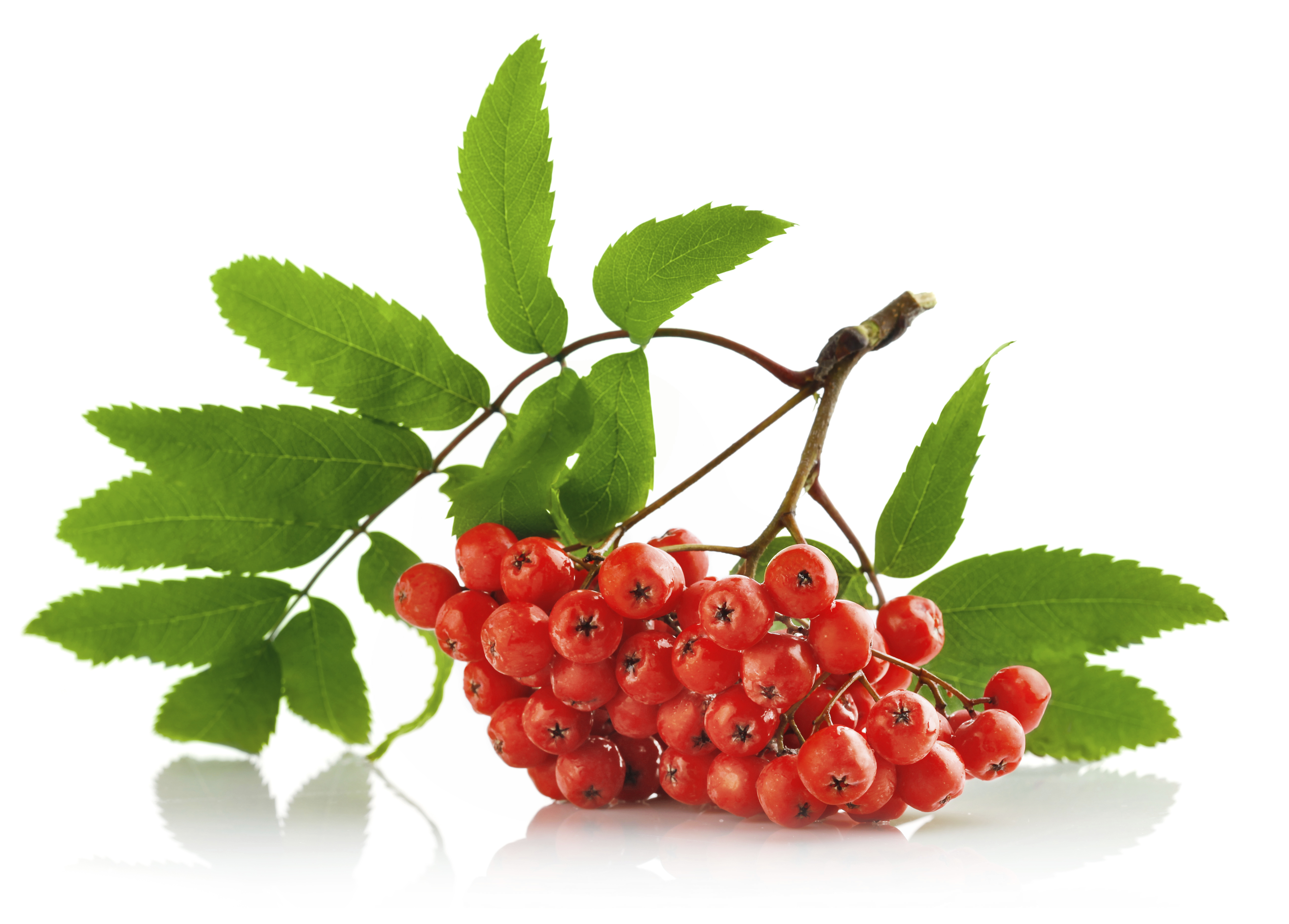 Pihlajassa on potkua! | Terve.fi