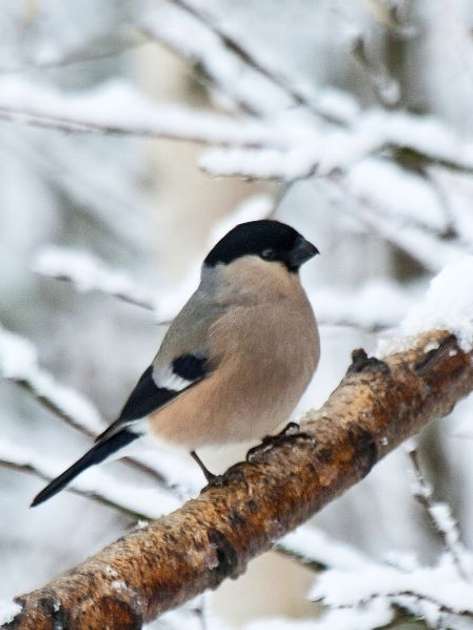 Lempeä tunnelmantuoja punatulkku | Apu
