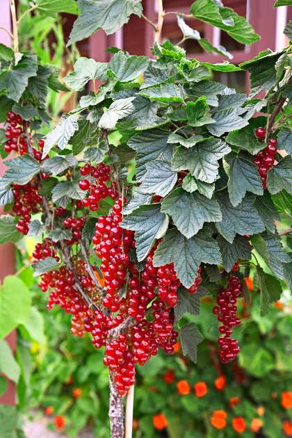 Marjapensaat | Meillä kotona