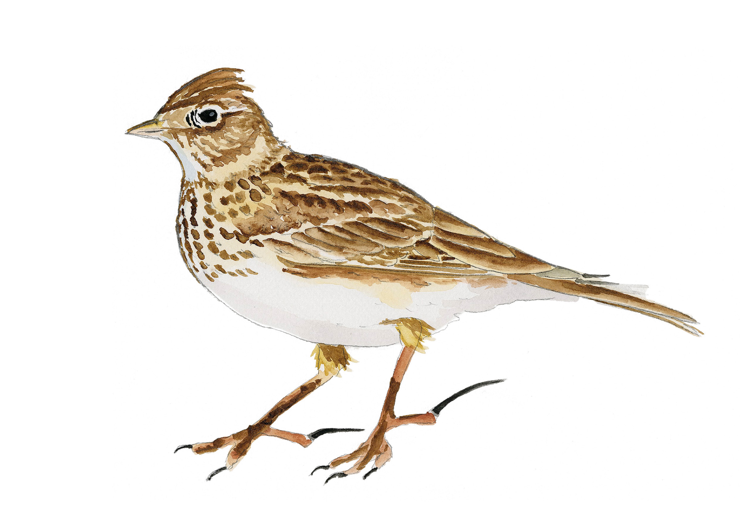 Eläinopas: tutustu kevään muuttolintuihin | Meillä kotona