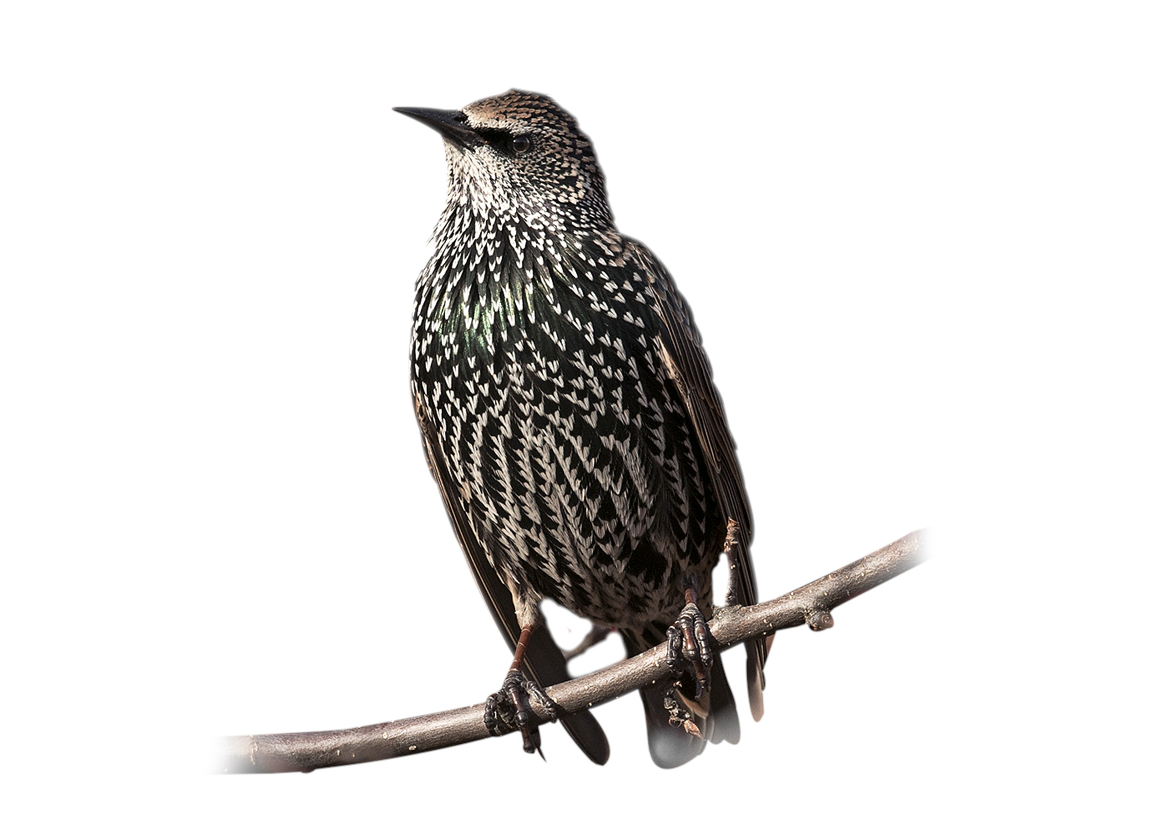 Eläinopas: tutustu kevään muuttolintuihin | Meillä kotona