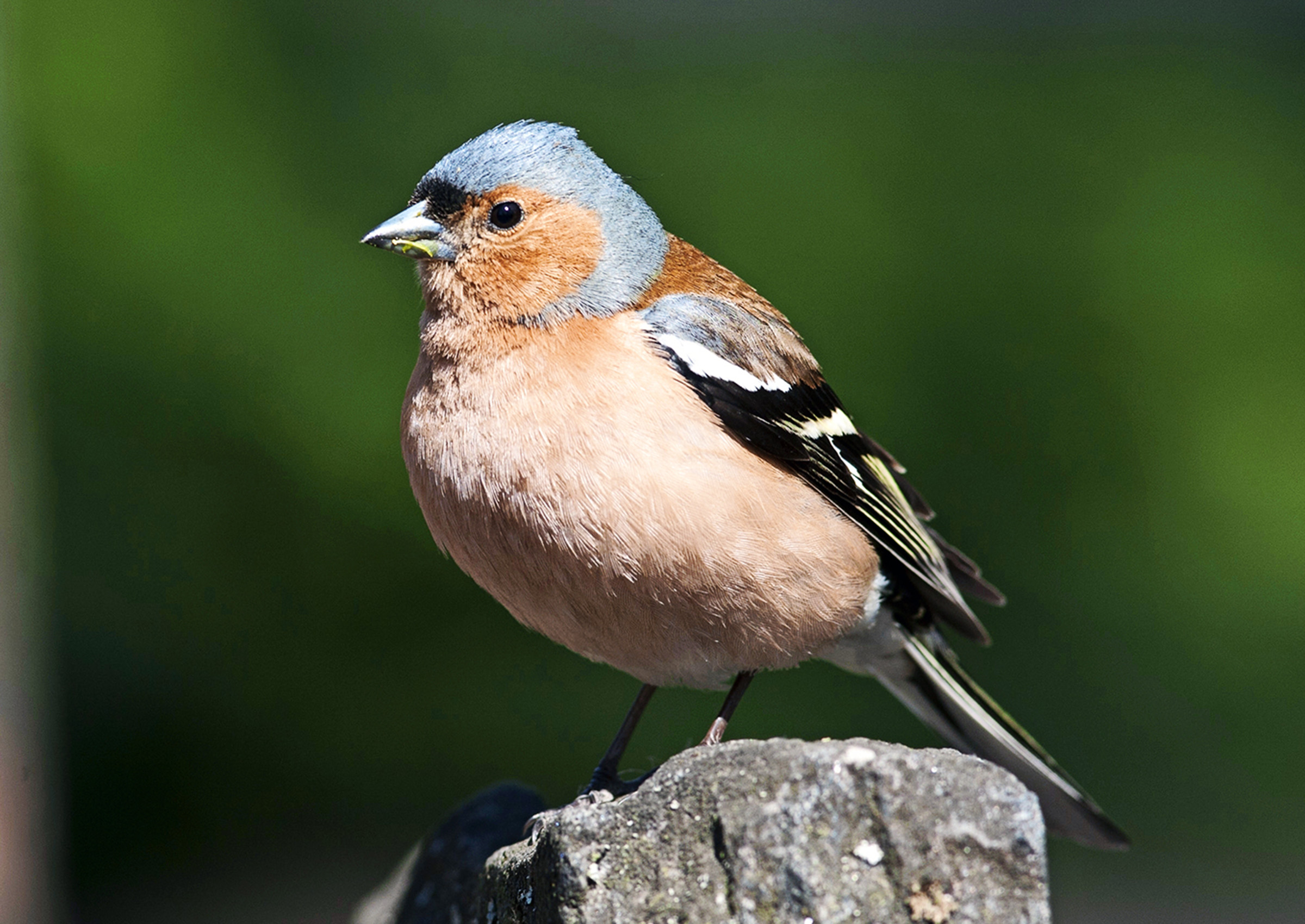 Eläinopas: tutustu kevään muuttolintuihin | Meillä kotona