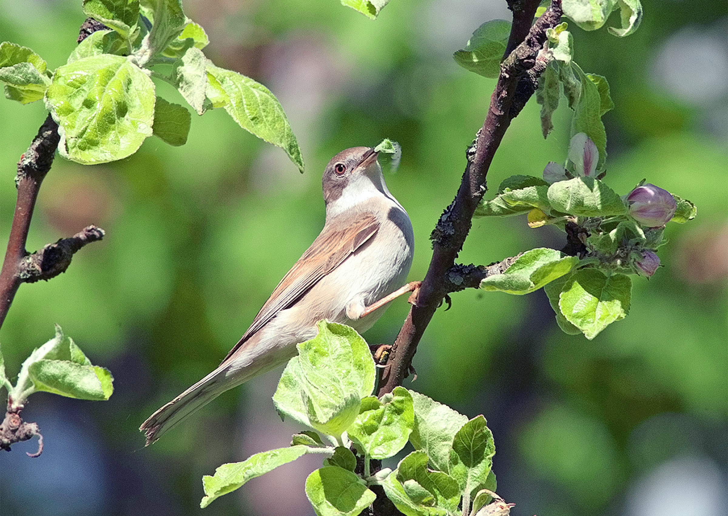 Eläinopas: tutustu kevään muuttolintuihin | Meillä kotona