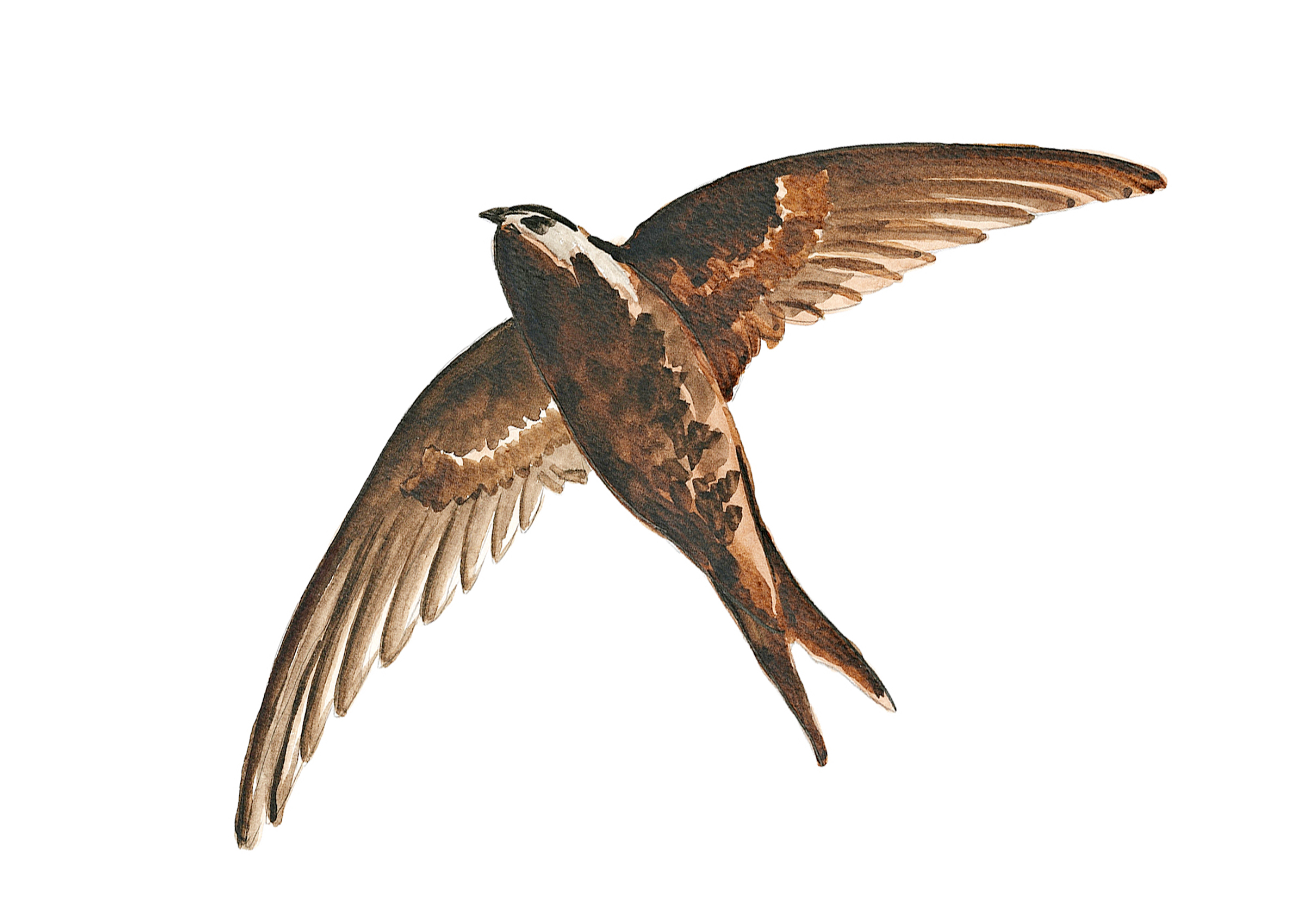 Eläinopas: tutustu kevään muuttolintuihin | Meillä kotona