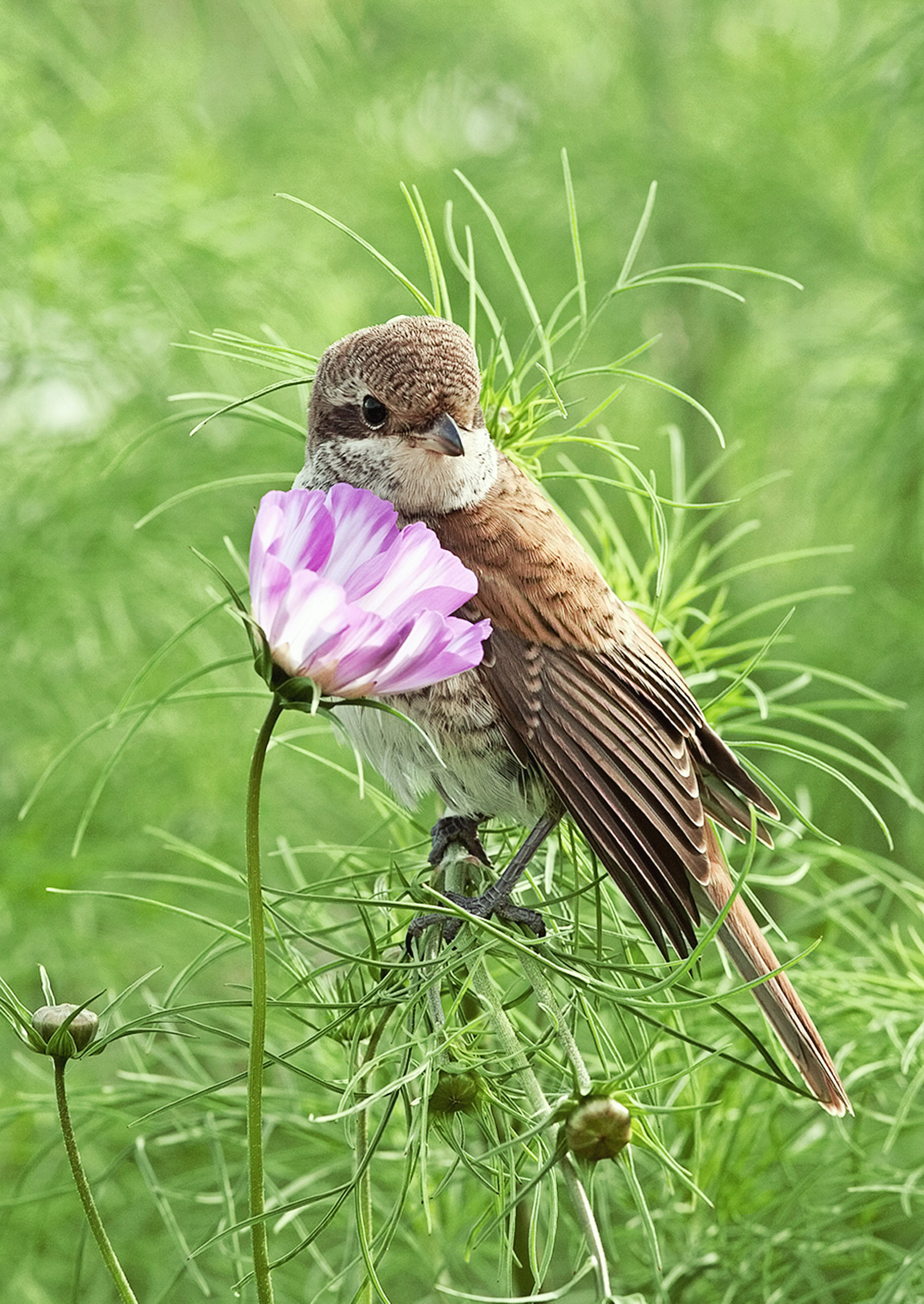 Eläinopas: tutustu kevään muuttolintuihin | Meillä kotona
