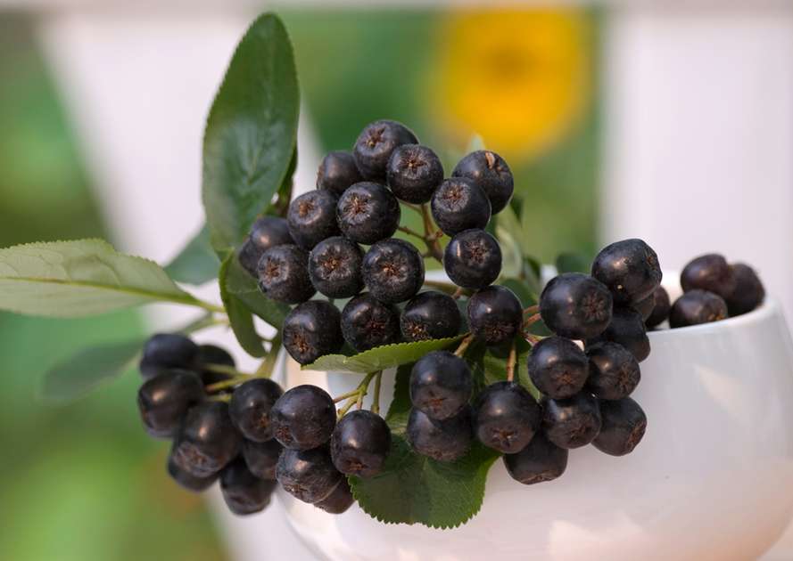 Marja-aronian hoito | Meillä kotona