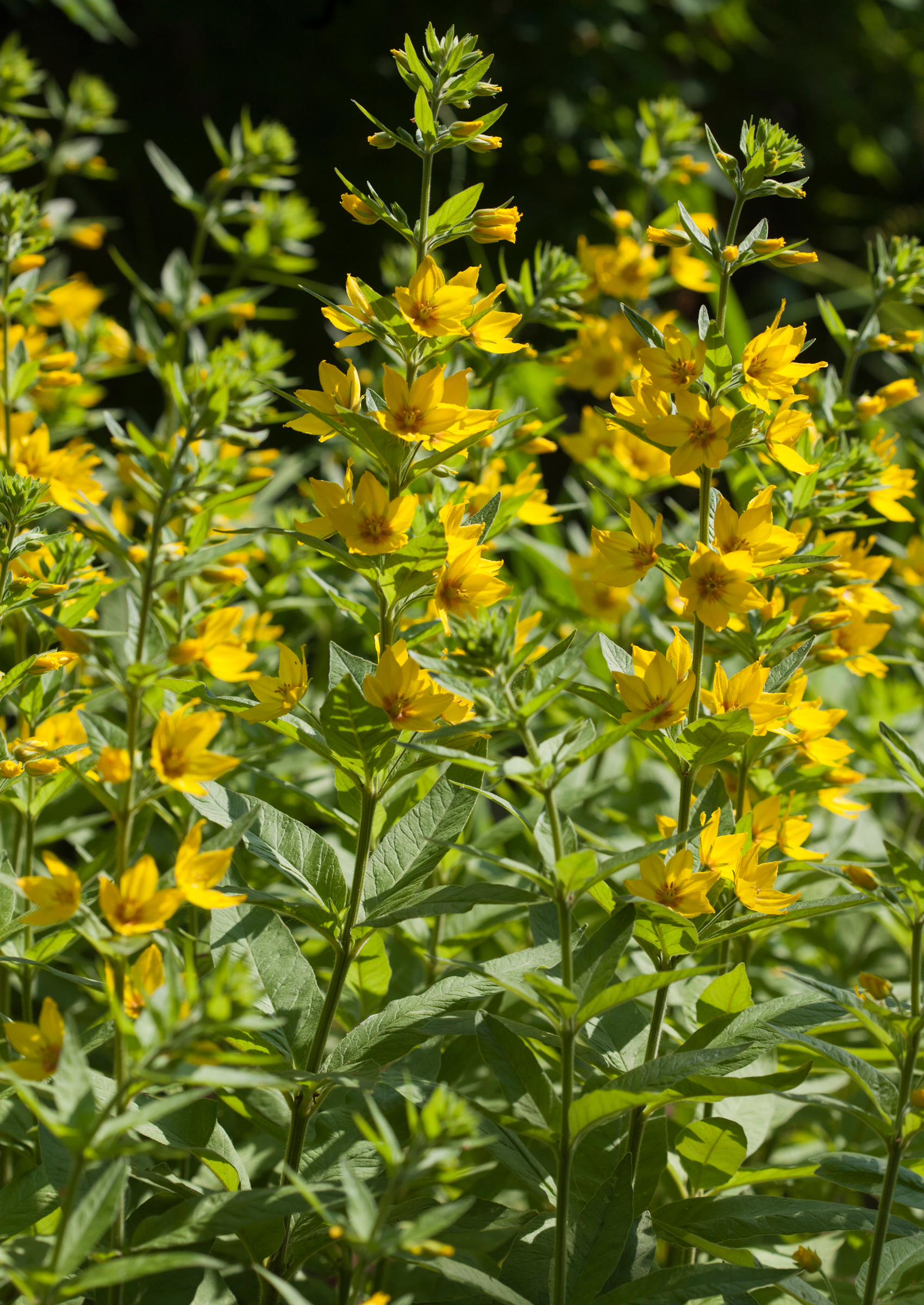 Esittelyssä kauneimmat keltaiset perennat: 9 x säkenöivän keltainen ...